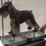 スタッキングボックス入荷いたしました | TERRIER STYLE by Joker land | テリアスタイル